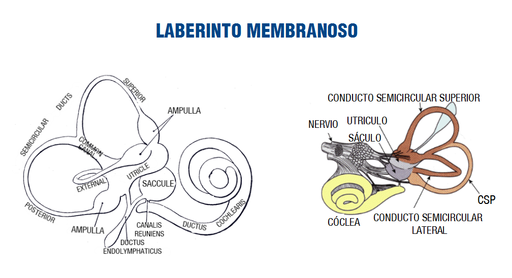 Laberinto membranoso. | AUDI_CAA01_Contenidos
