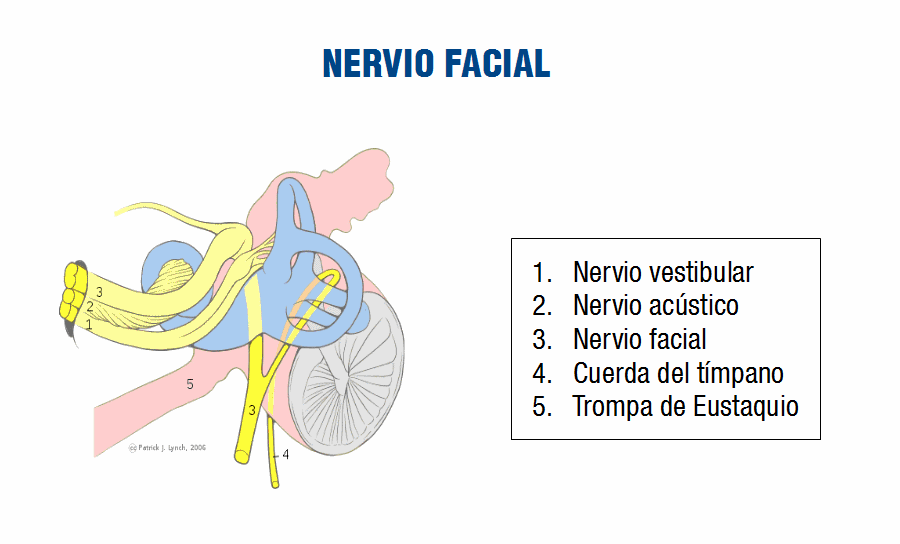 Pared posterior o mastoidea. | AUDI_CAA01_Contenidos
